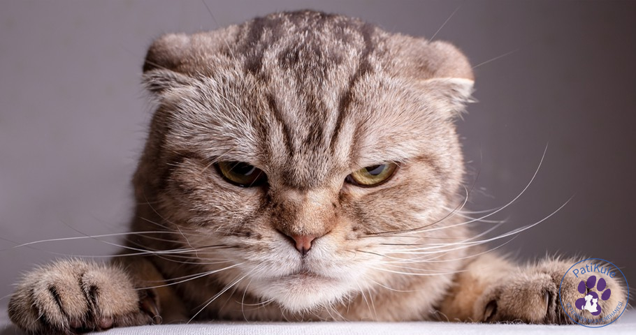 Scottish Fold Nasıl Bakılır? | Acil Veteriner PatiKule